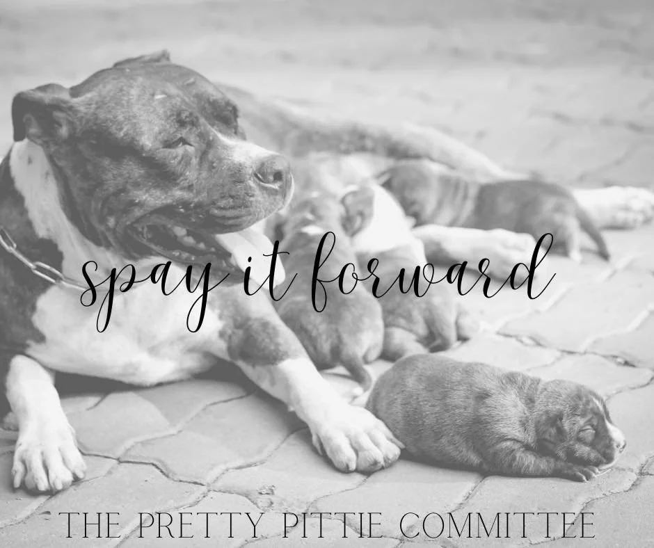 The Pretty Pittie Committee