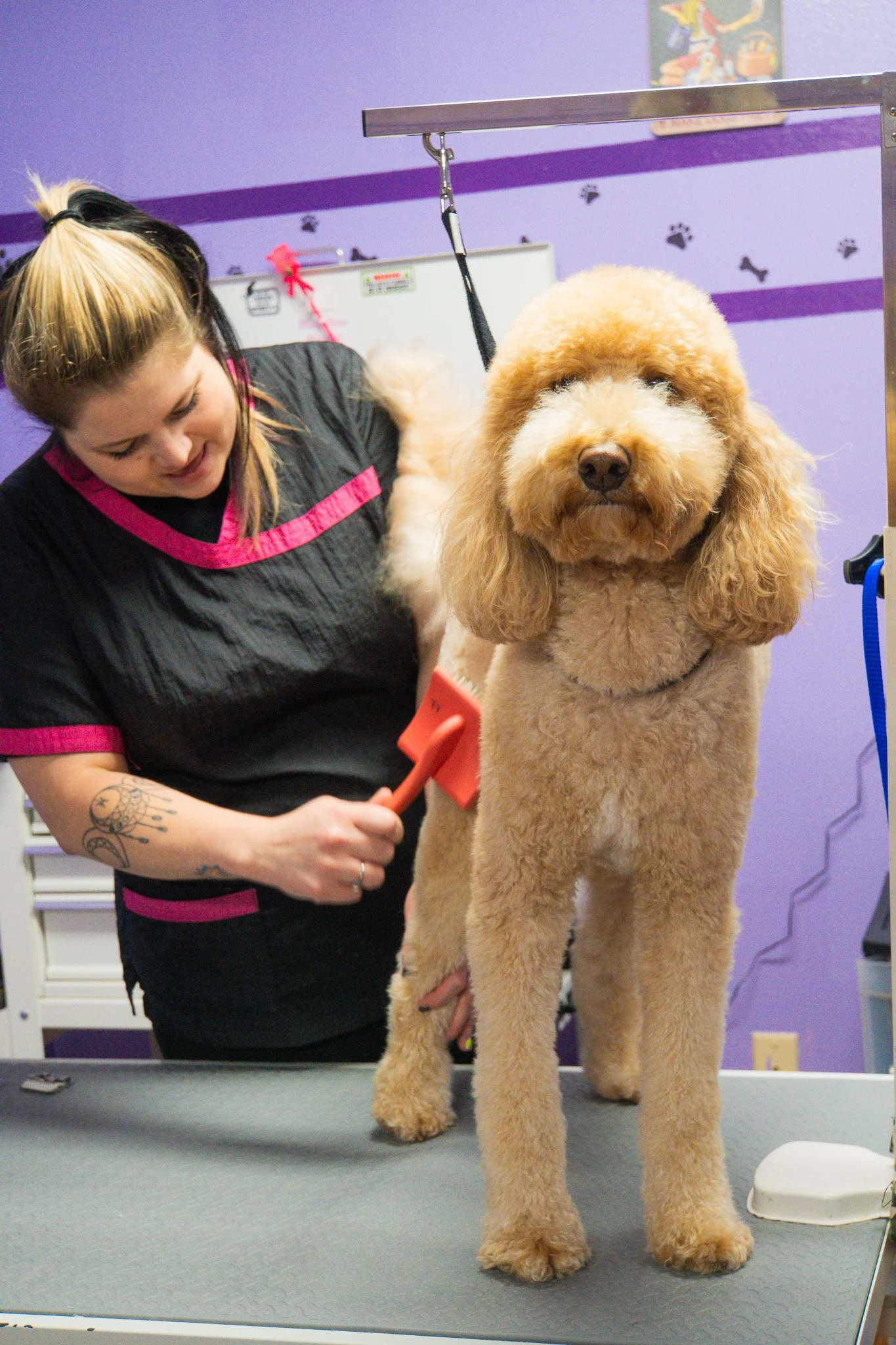 Pretty Paws Grooming | Dog Grooming Little Rock | Highly Recommend ...