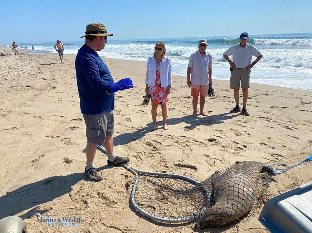 Domoic Acid | Channel Islands Marine & Wildlife Institute | CIMWI