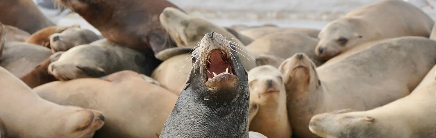 Stranded Marine Mammal Information | Channel Islands Marine & Wildlife ...