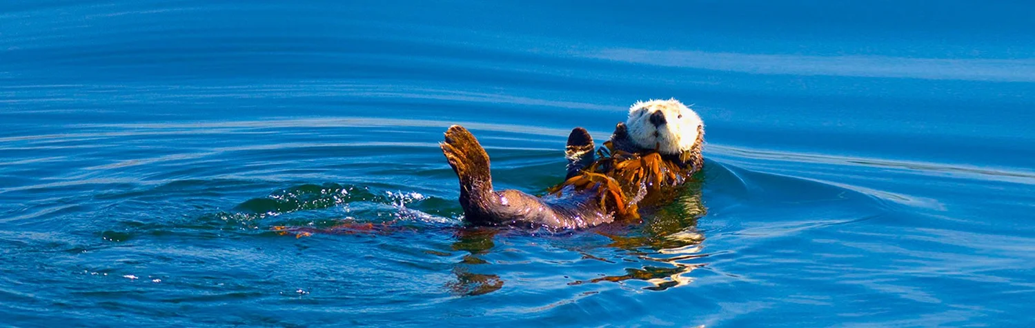 How To Help A Stranded Marine Mammal | Channel Islands Marine ...