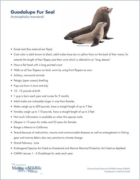 Pinniped Species Information | Channel Islands Marine & Wildlife ...