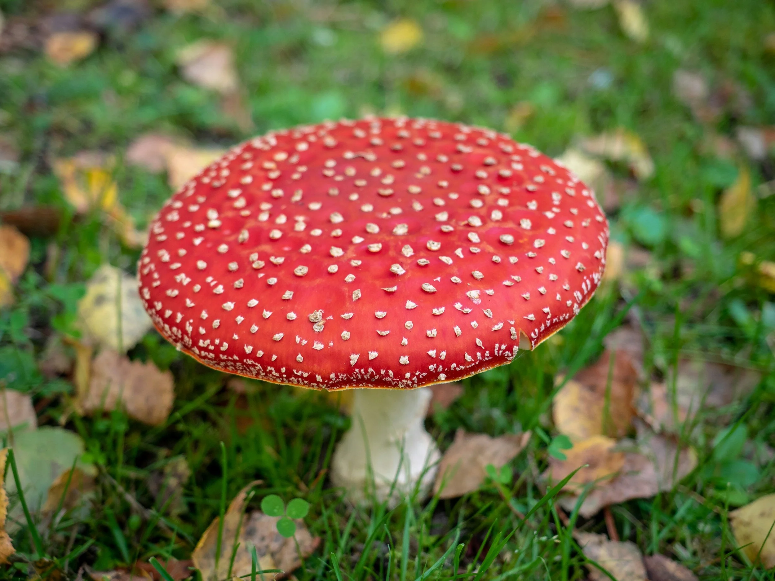 Ryza's Mycopedia - Pileus | Ryza