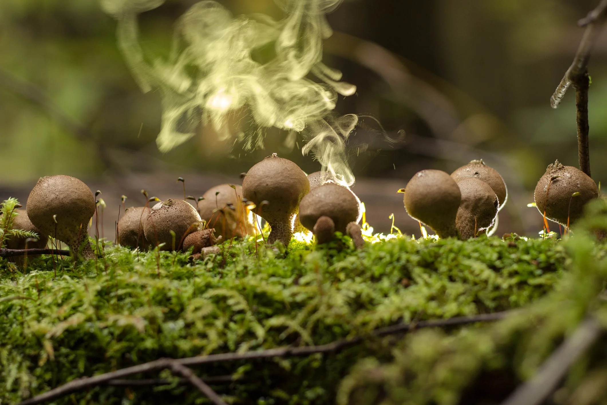 How Long Does It Take For Mushroom Spores to Colonize? | Ryza