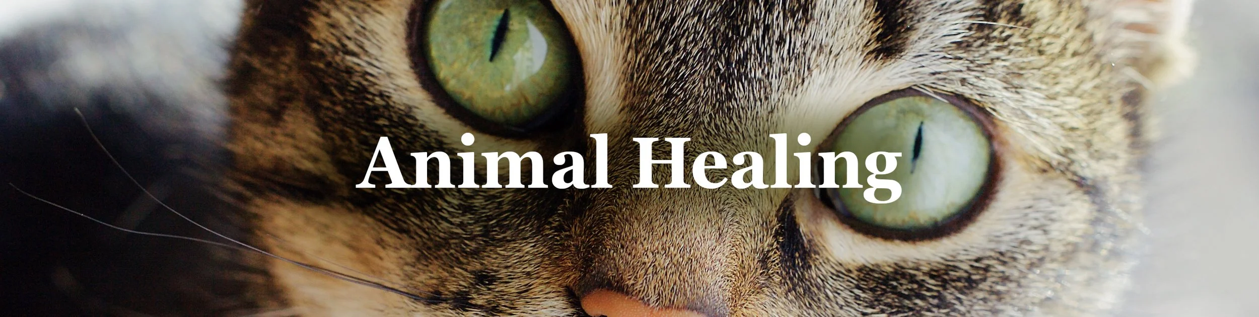 Kishan Takahashi-Animal Healing