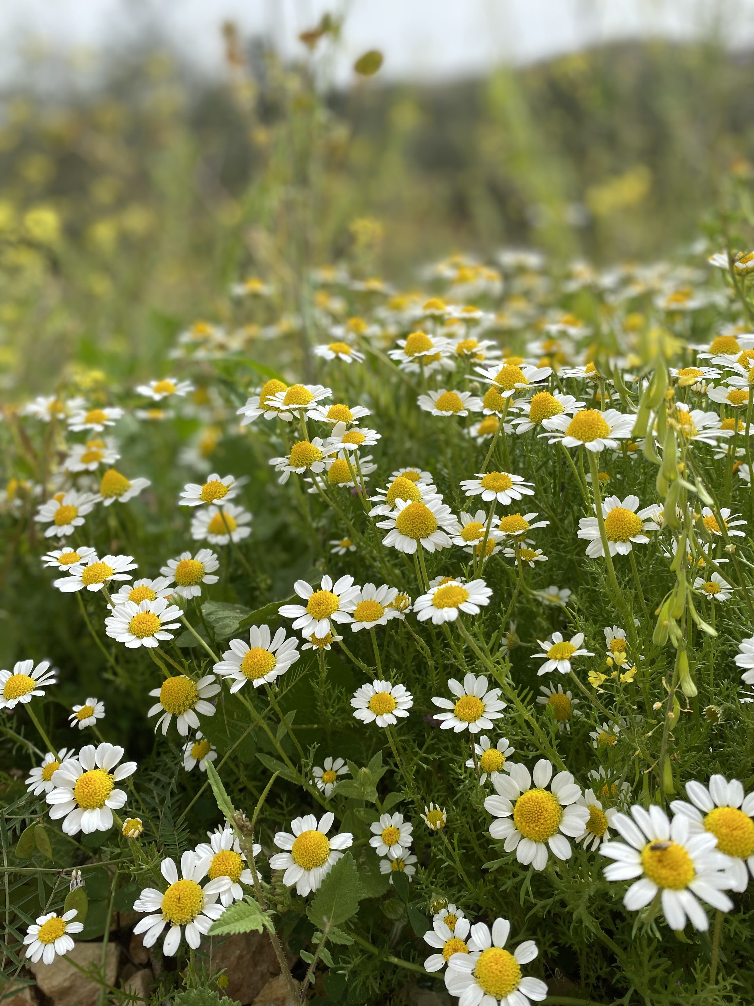 Seraj Library Project