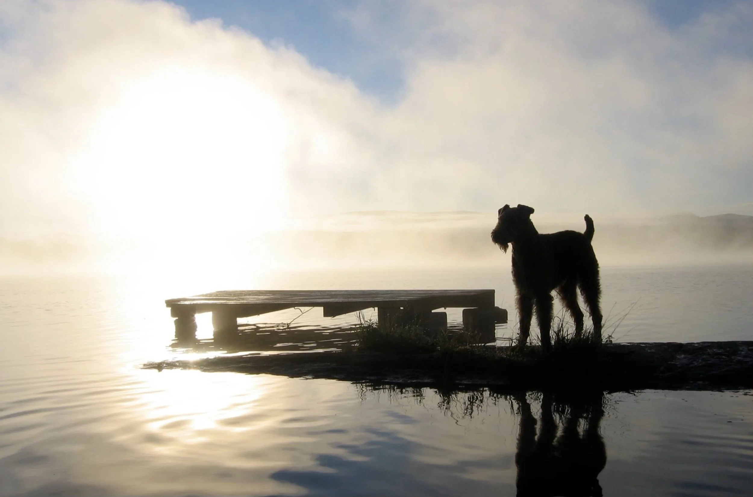 Furry Friends Spa & Daycare