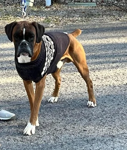 Adoptable Dogs — MTBR Rescue