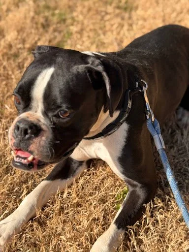 Adoptable Dogs — MTBR Rescue