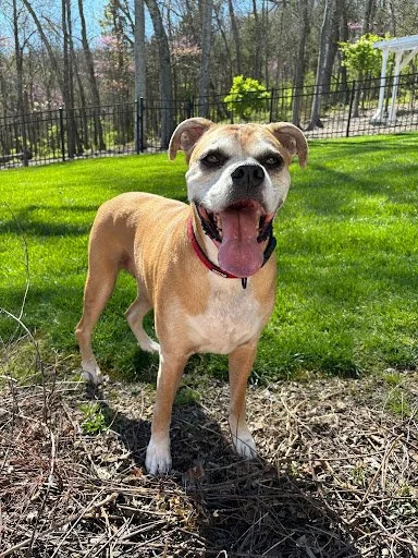 Adoptable Dogs — MTBR Rescue