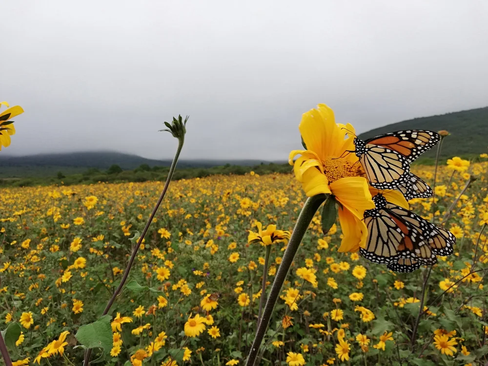 Conservemos a los polinizadores — Programa Correo Real - Mariposa Monarca