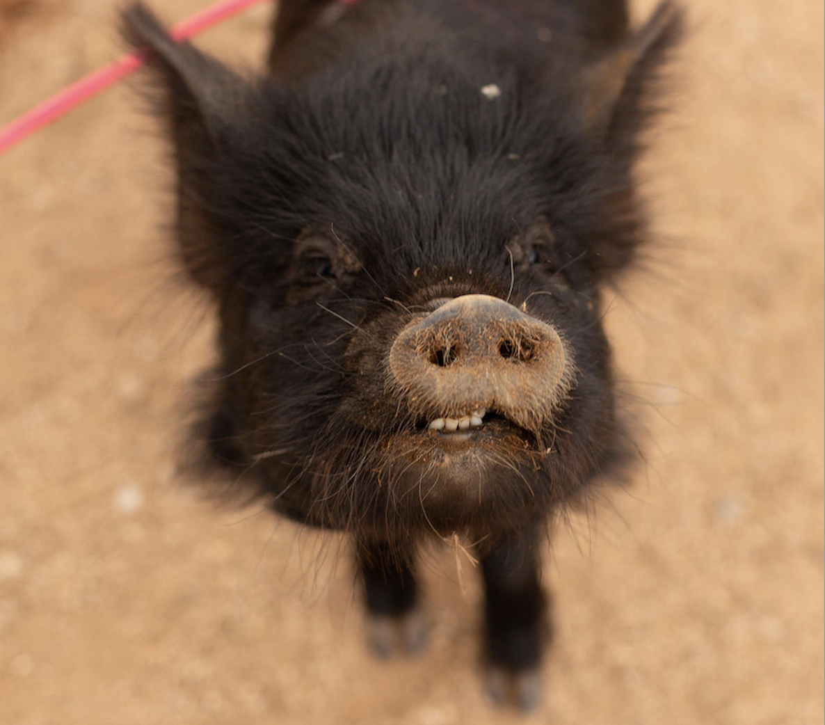 Press Paws Ranch Retreat