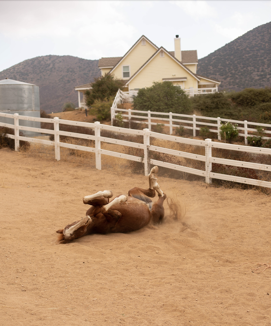 Press Paws Ranch Retreat