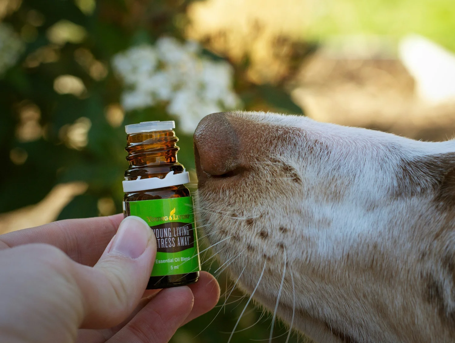 Guide to Safely Using Essential Oils and Aromatherapy for Pets — Arya ...