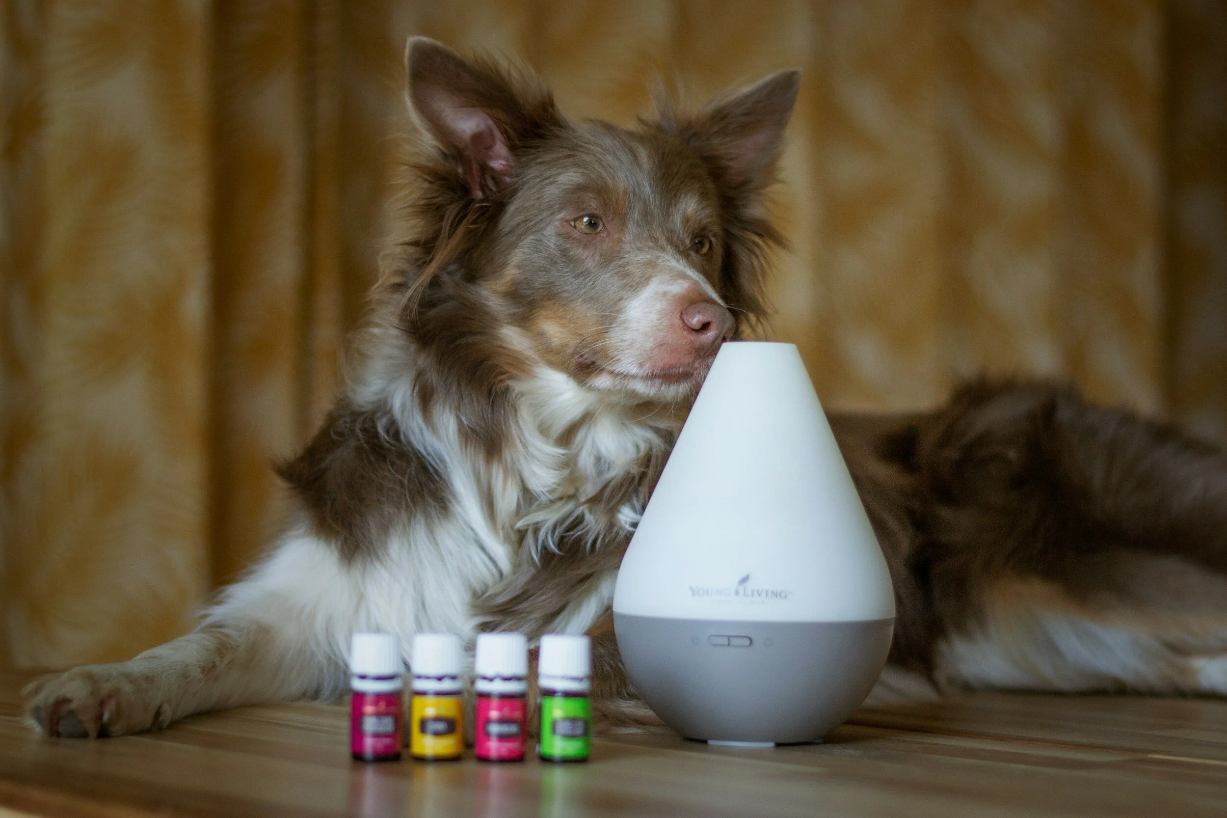 Guide to Safely Using Essential Oils and Aromatherapy for Pets — Arya ...