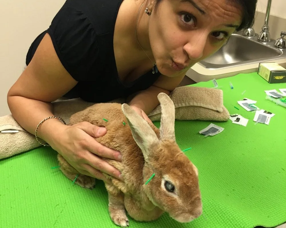 Advanced Animal Acupuncture Near Me Glenview IL — Bhatt Integrative ...