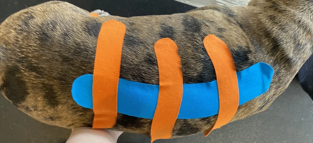 Relieve Your Pet's Pain with Kinesiology Taping — Bhatt Integrative ...