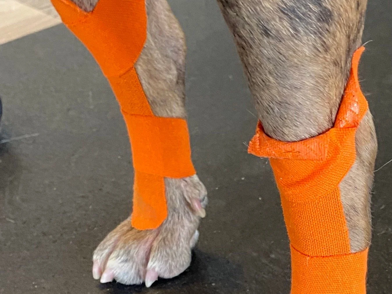 Relieve Your Pet's Pain with Kinesiology Taping — Bhatt Integrative ...