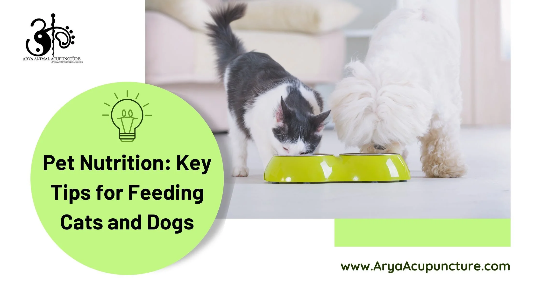 Pet Nutrition: Key Tips for Feeding Cats and Dogs — Bhatt Integrative ...