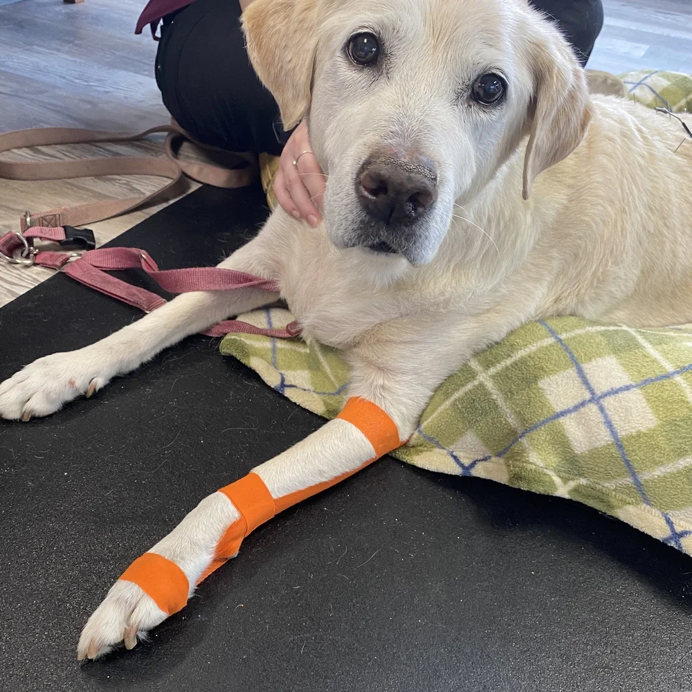Relieve Your Pet's Pain with Kinesiology Taping — Bhatt Integrative ...