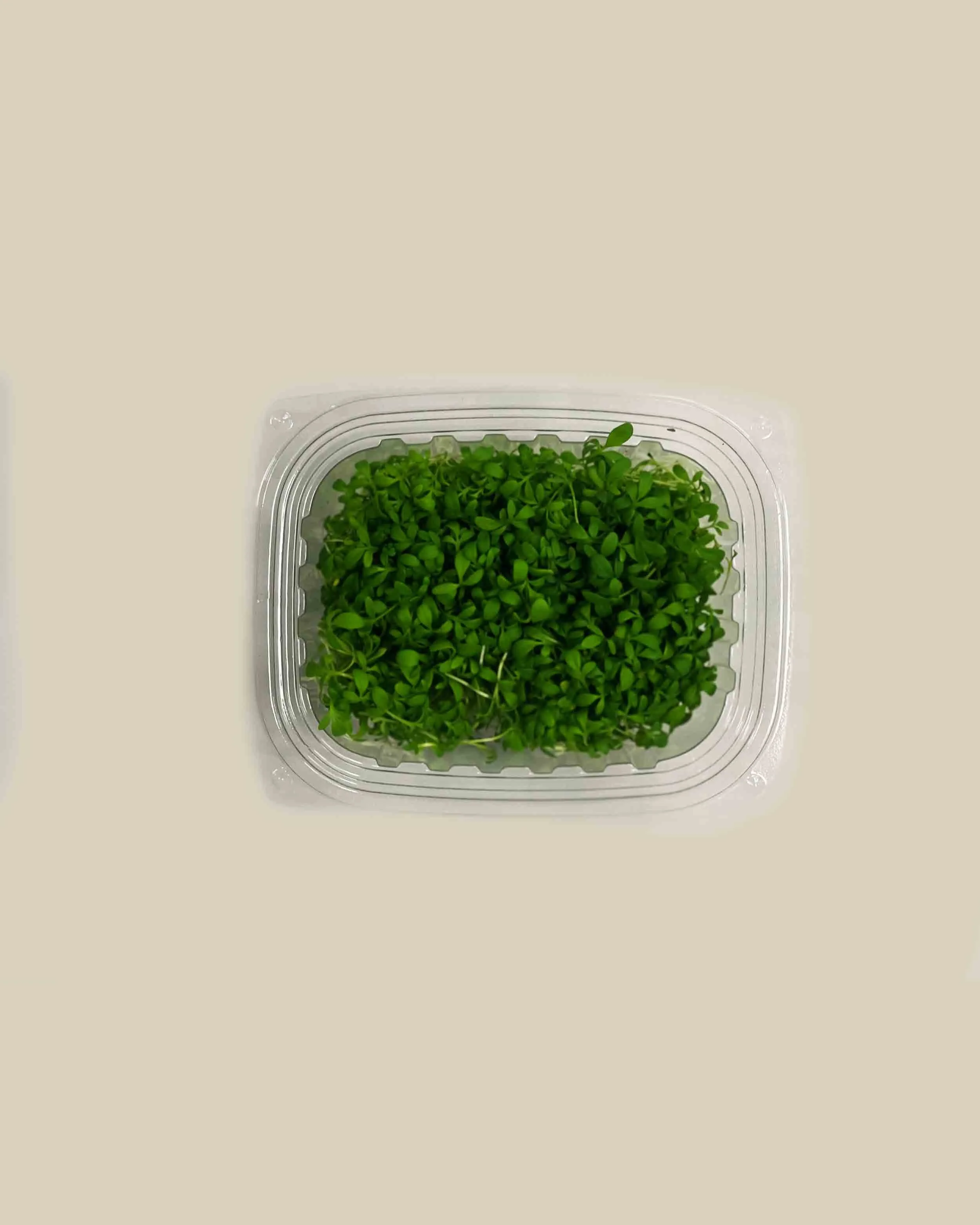 Cress Microgreens | Forest City Microgreens