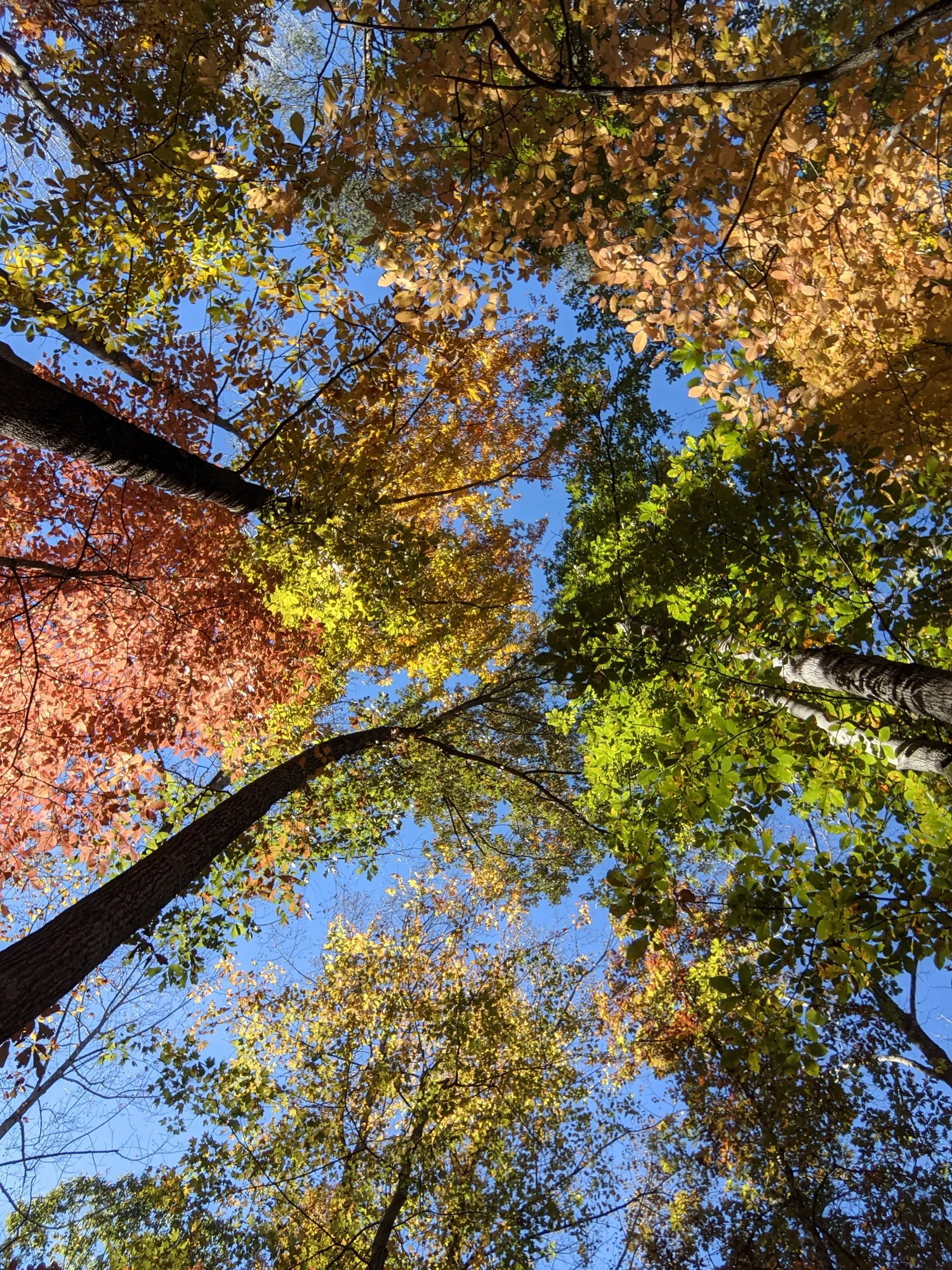 Virginia Love LCSW - Home