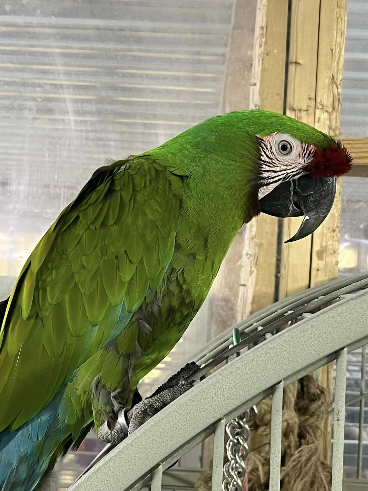 Macaws — Iowa Parrot Rescue