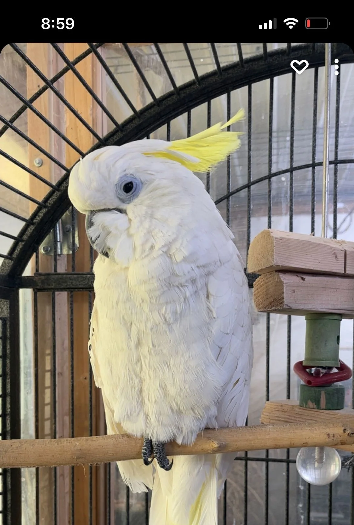 Cockatoos — Iowa Parrot Rescue