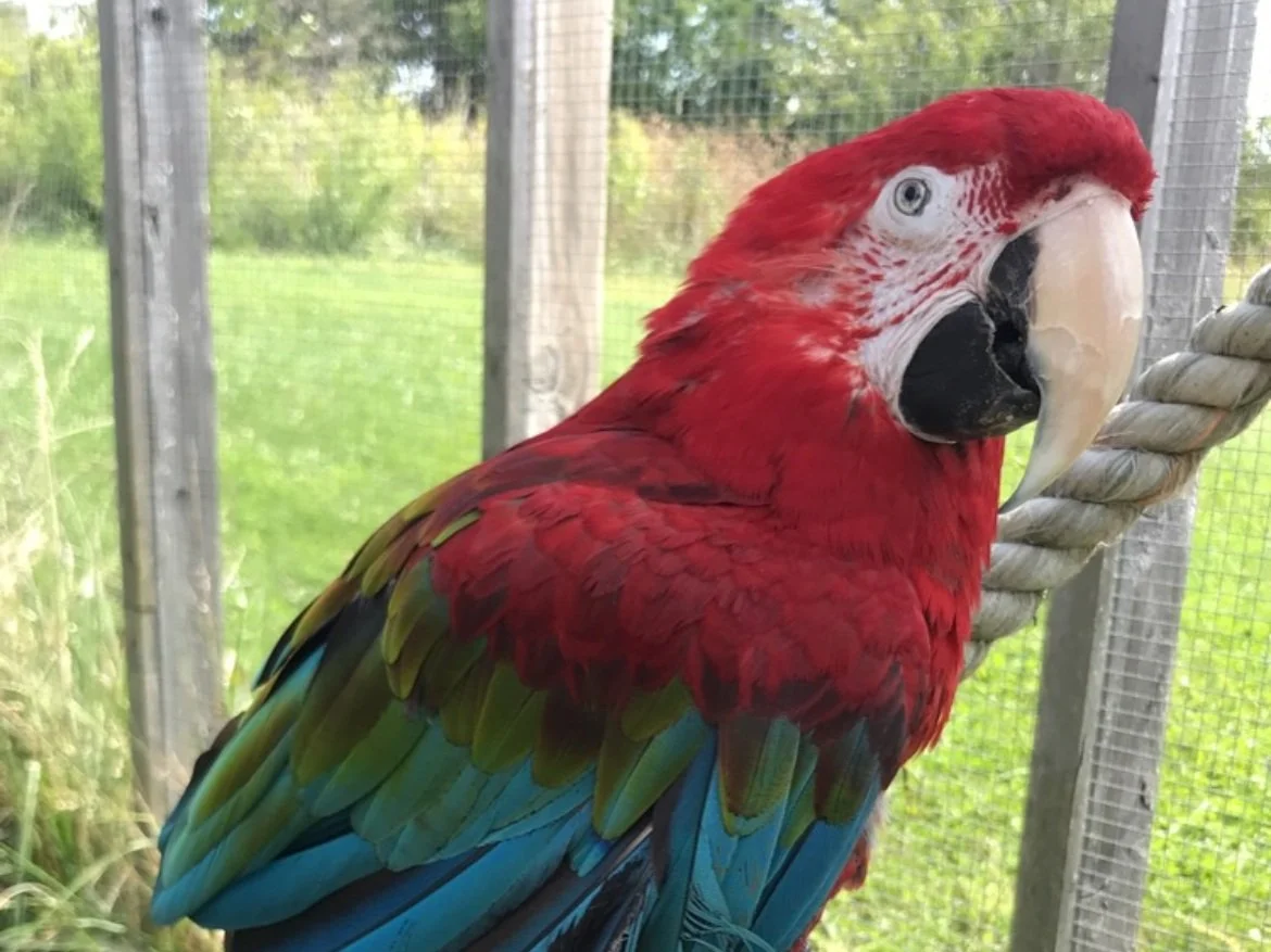 Iowa Parrot Rescue