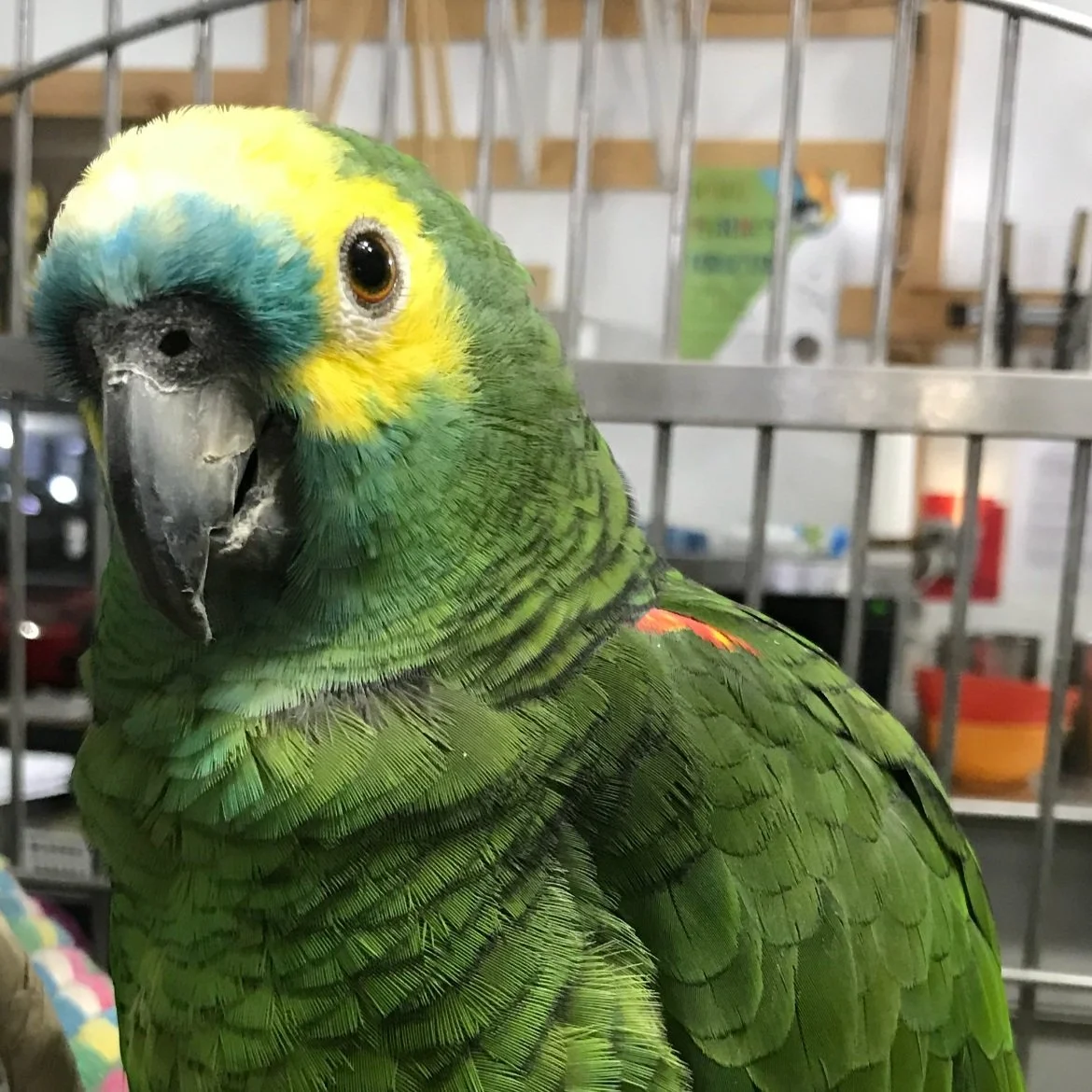 Services 1 — Iowa Parrot Rescue