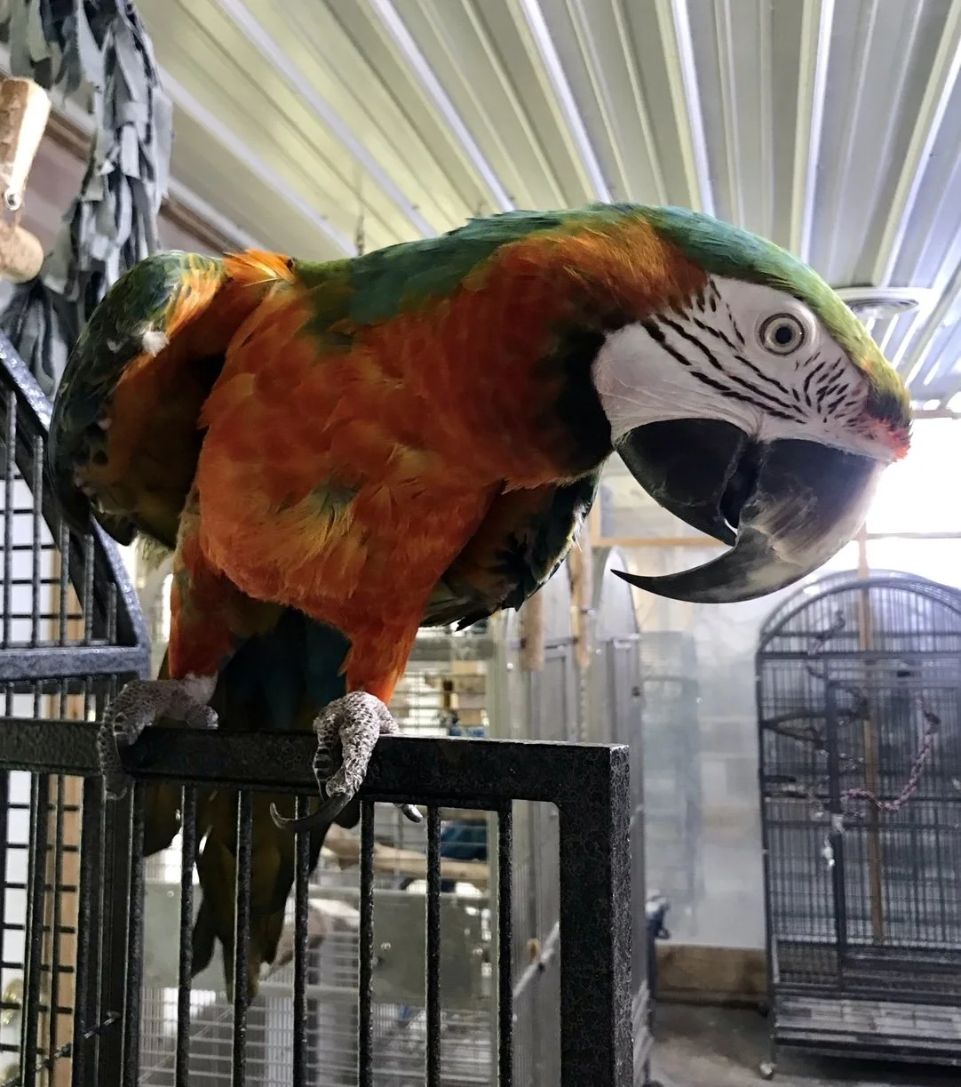 Macaws — Iowa Parrot Rescue