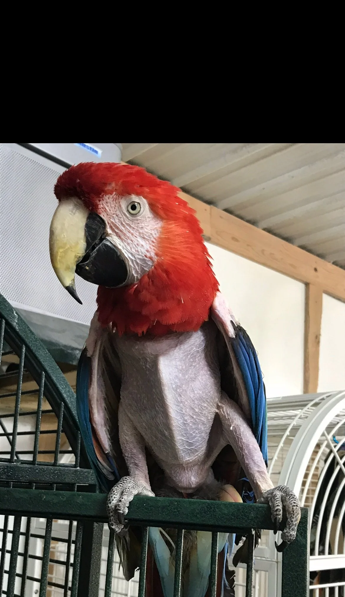 Macaws — Iowa Parrot Rescue