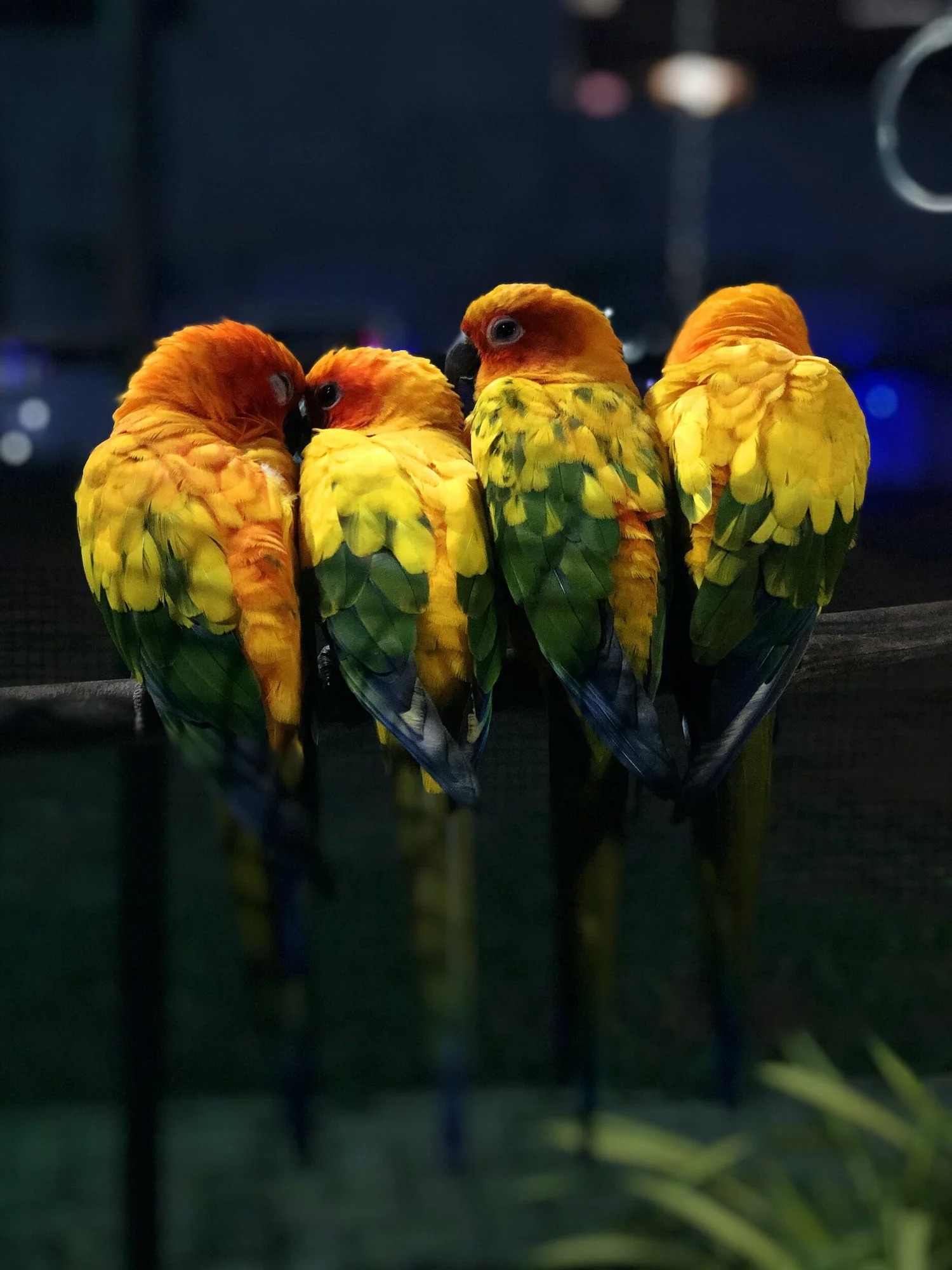 Iowa Parrot Rescue