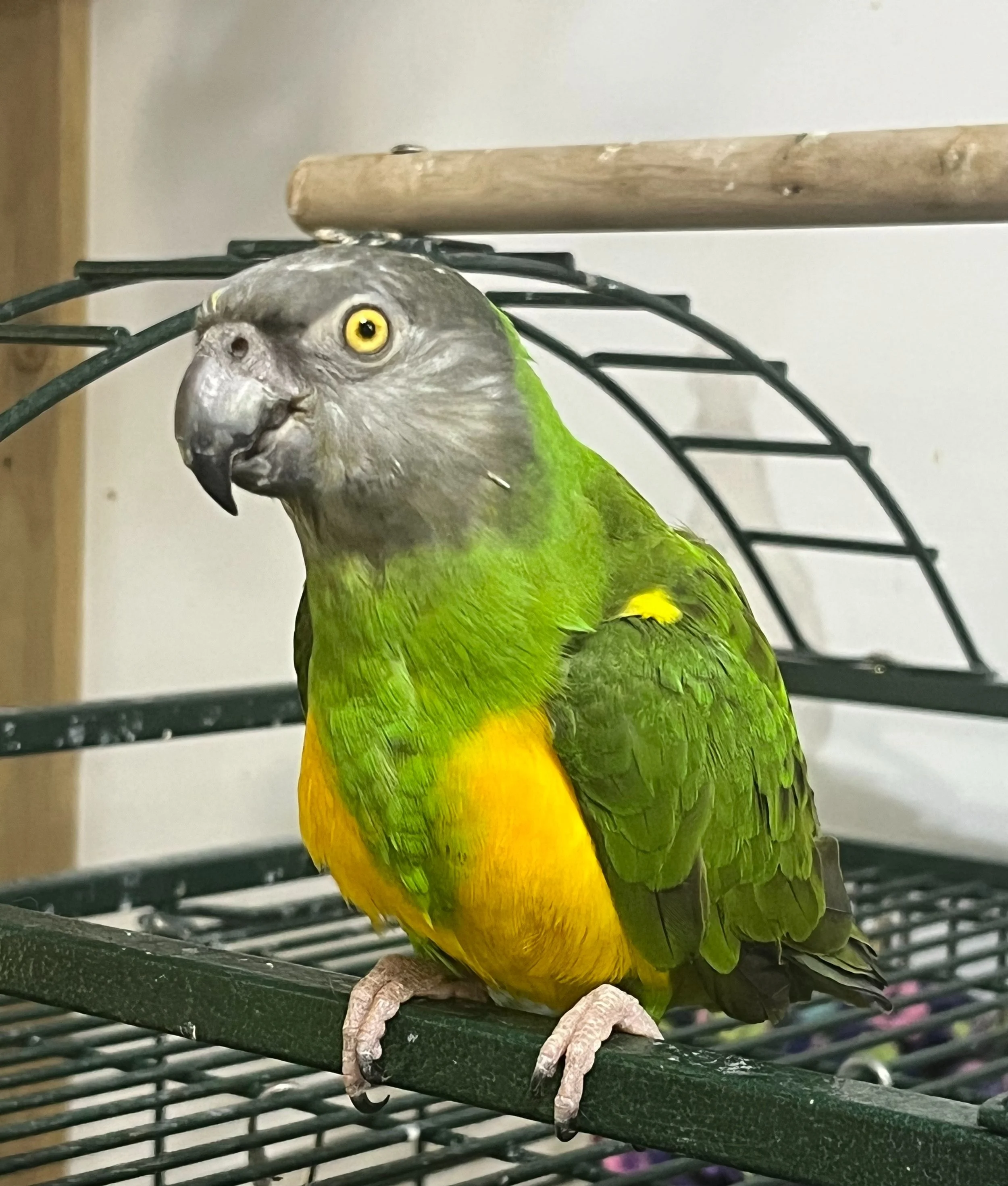 Senegals — Iowa Parrot Rescue