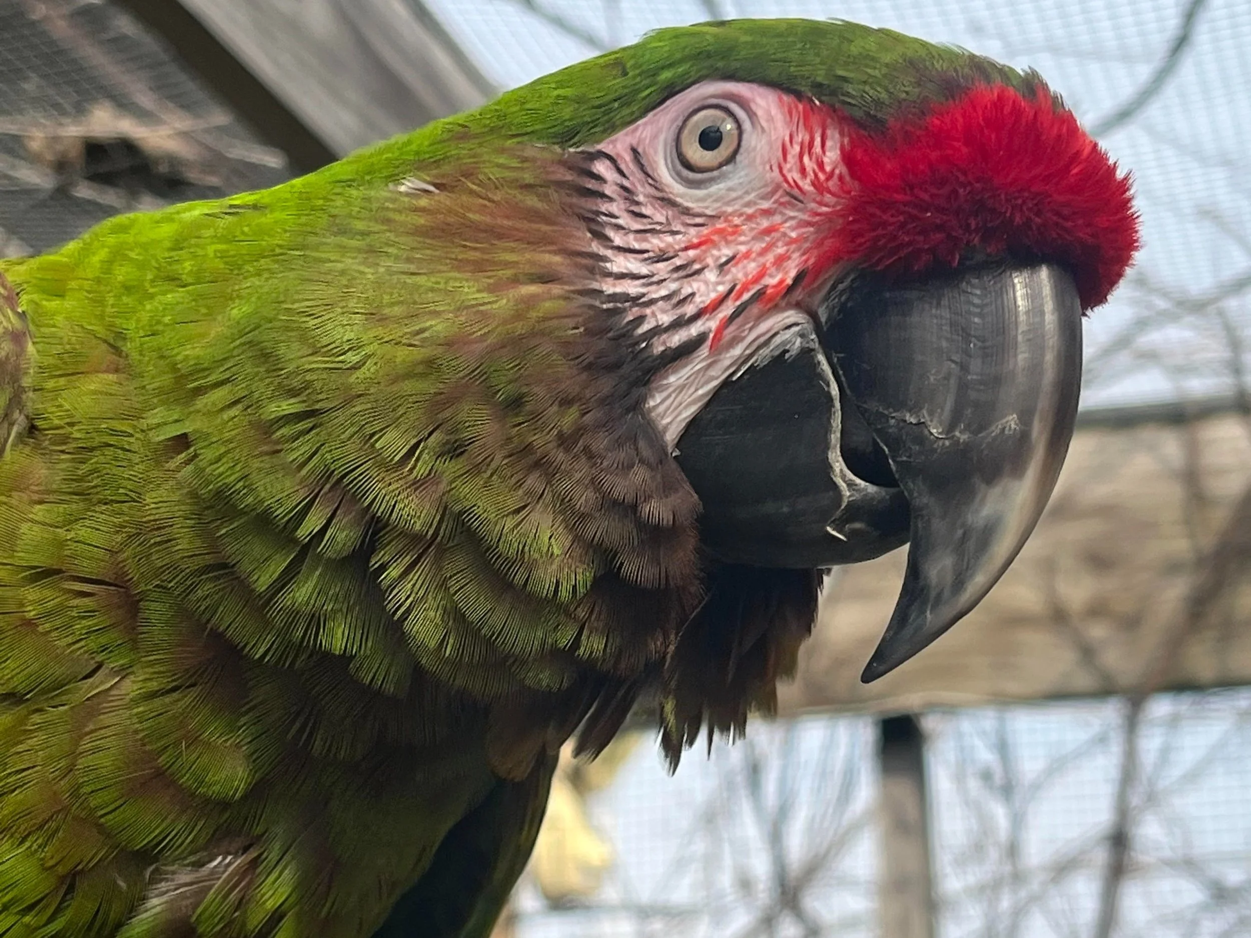 Macaws — Iowa Parrot Rescue