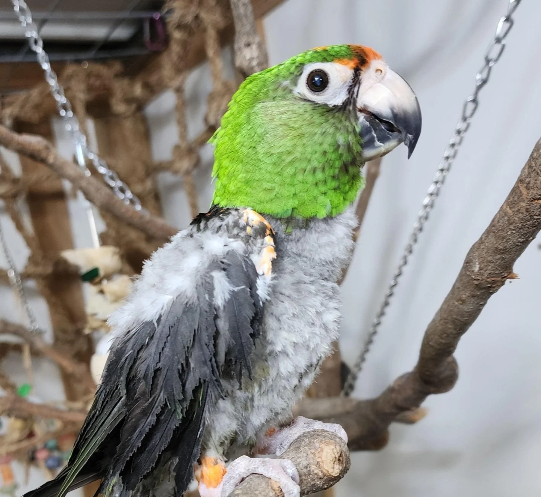 Senegals — Iowa Parrot Rescue