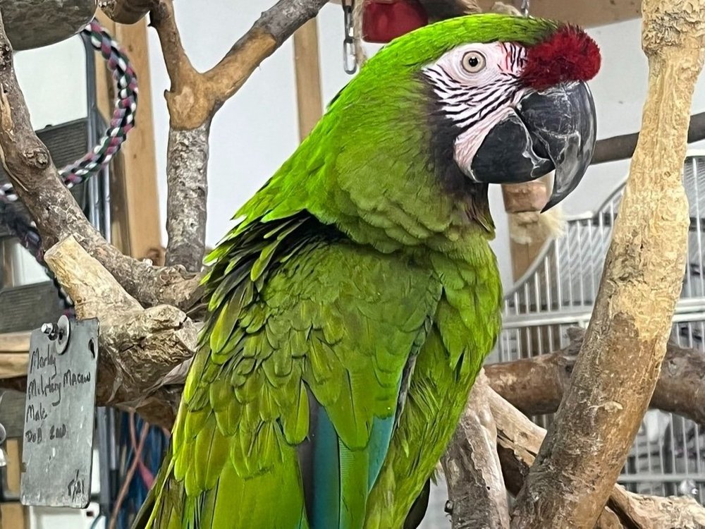 Macaws — Iowa Parrot Rescue