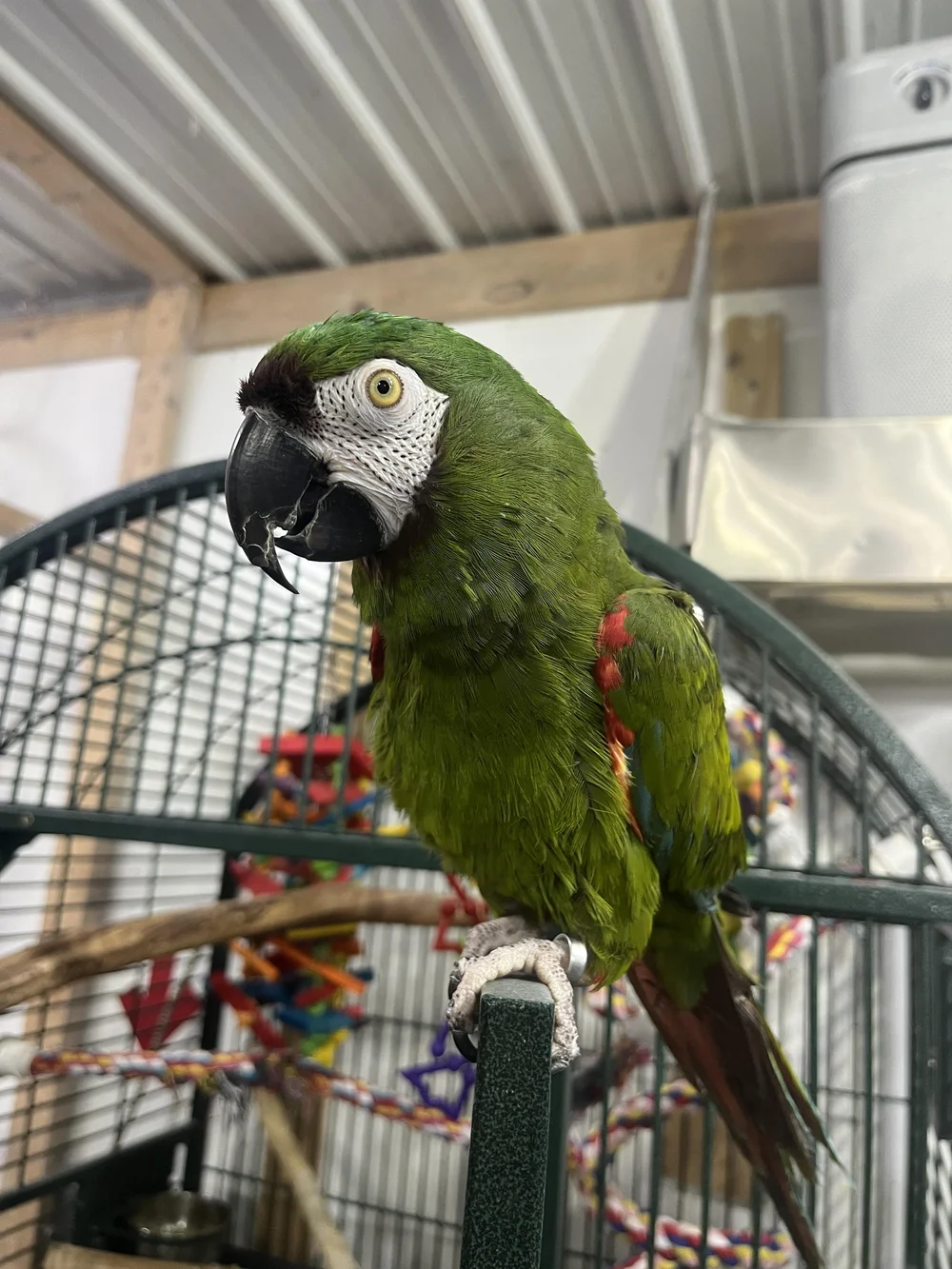 Macaws — Iowa Parrot Rescue