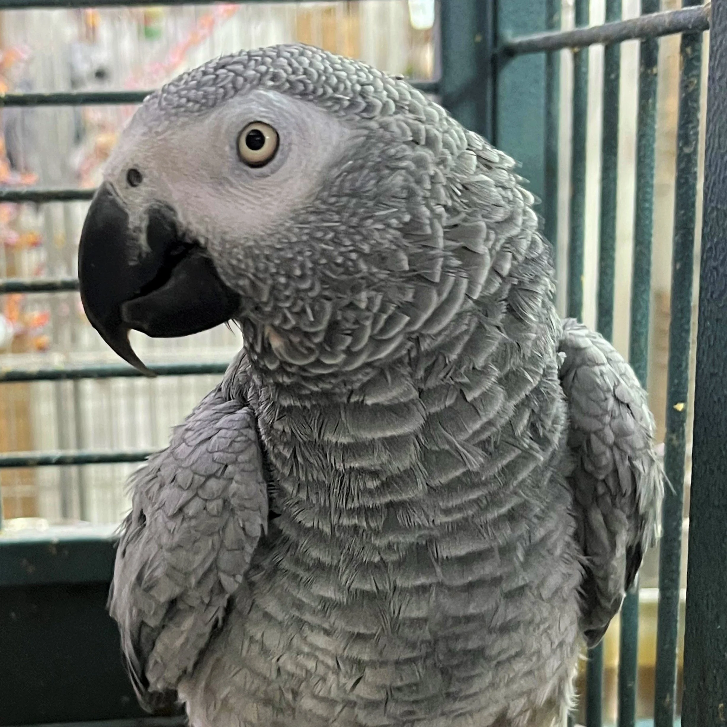 Greys — Iowa Parrot Rescue