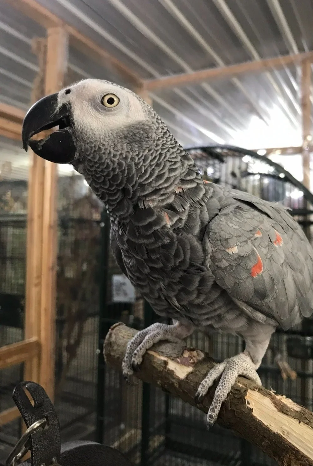 Available Birds — Iowa Parrot Rescue