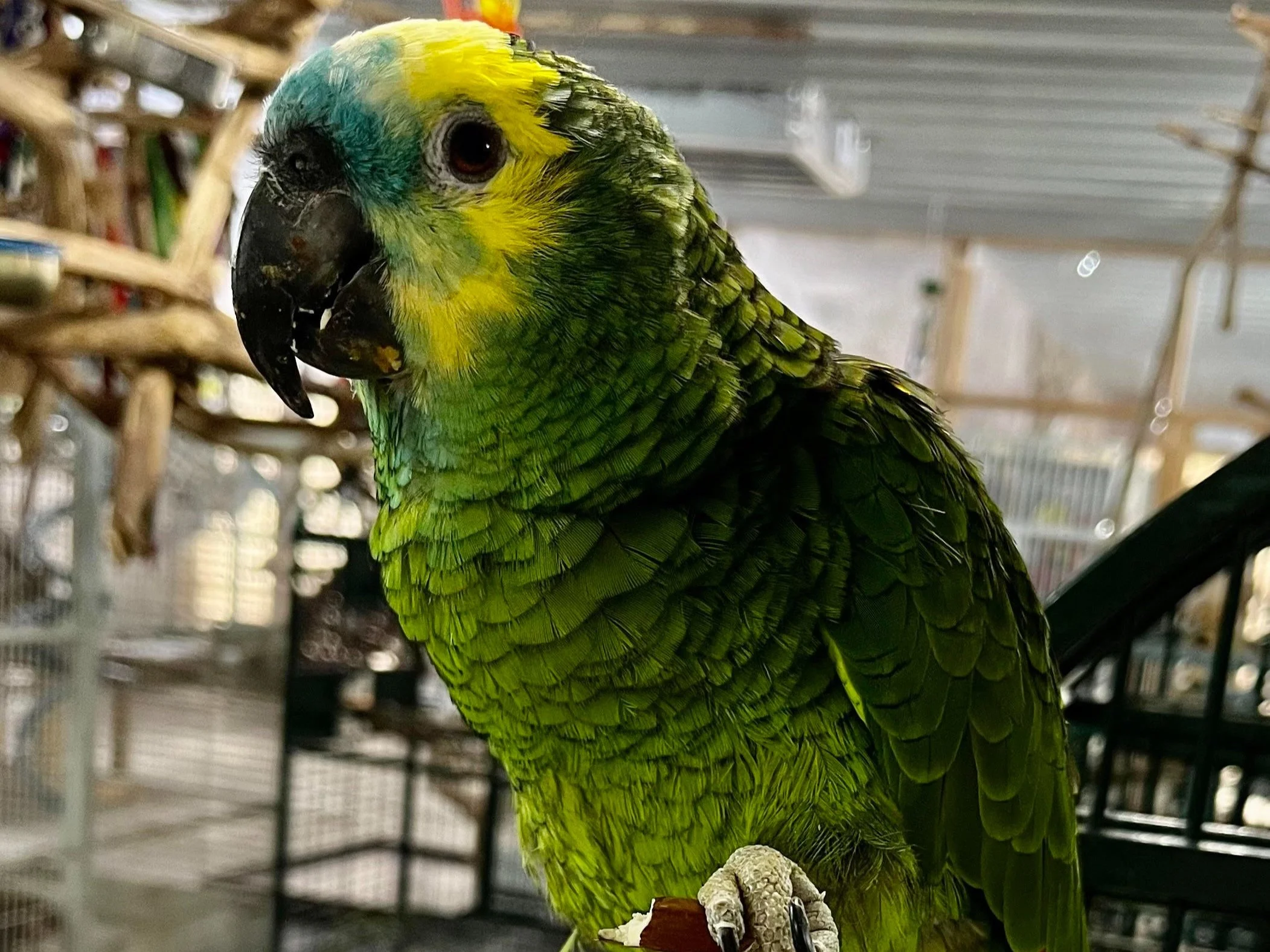 Amazons — Iowa Parrot Rescue