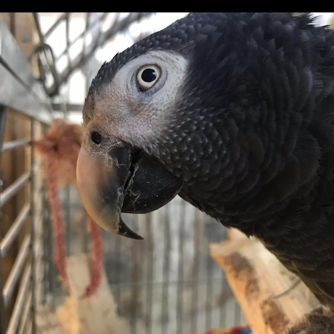 Menu 1 — Iowa Parrot Rescue