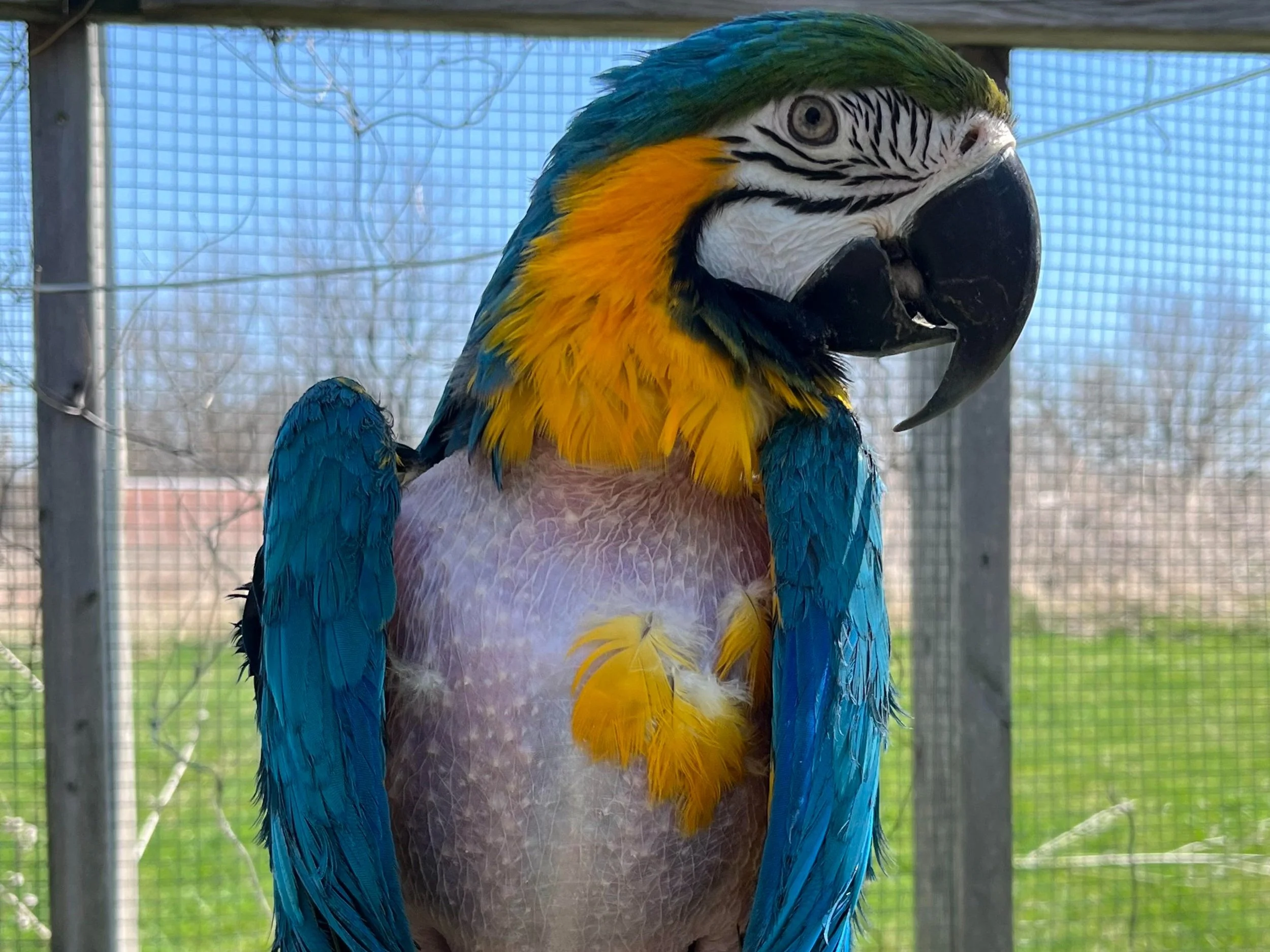 Macaws — Iowa Parrot Rescue
