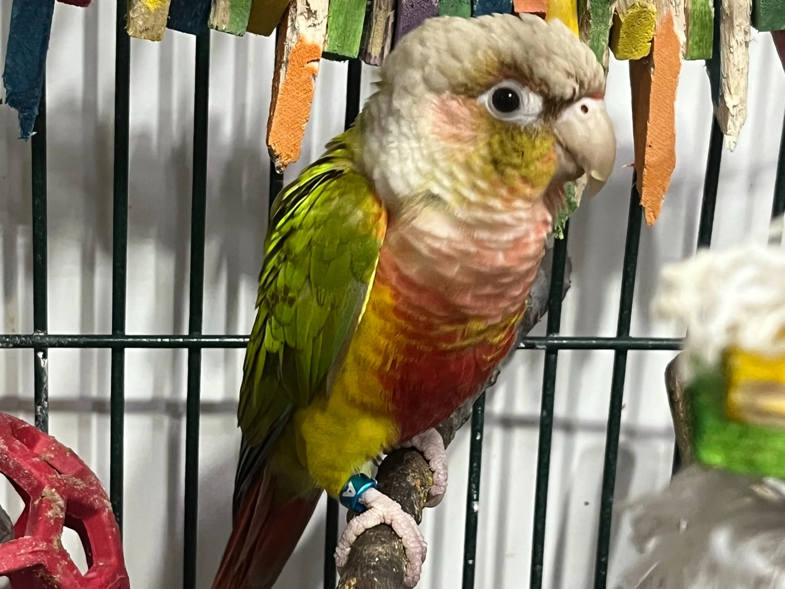 Conures/Quakers — Iowa Parrot Rescue