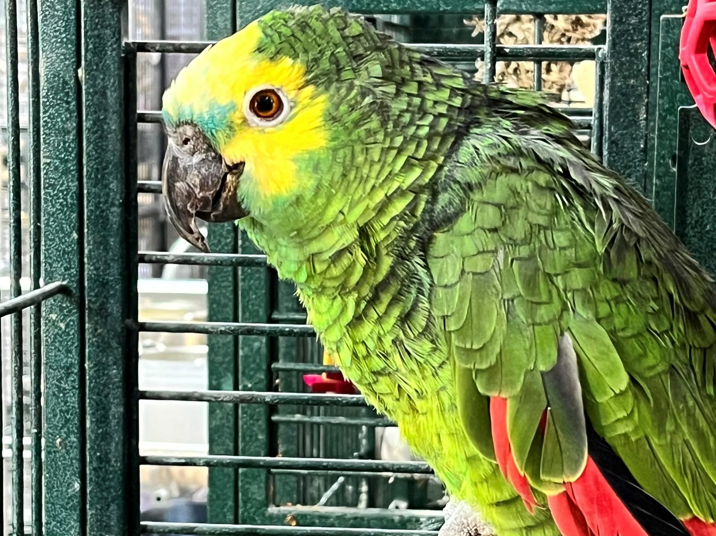 Amazons — Iowa Parrot Rescue