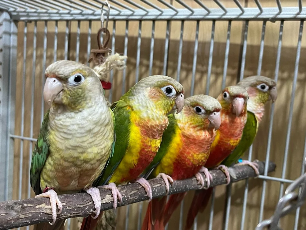 Conures/Quakers — Iowa Parrot Rescue