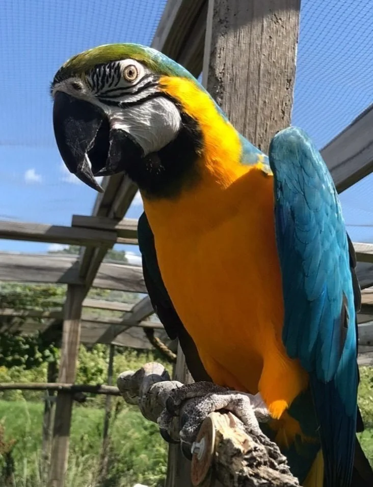 Available Birds — Iowa Parrot Rescue