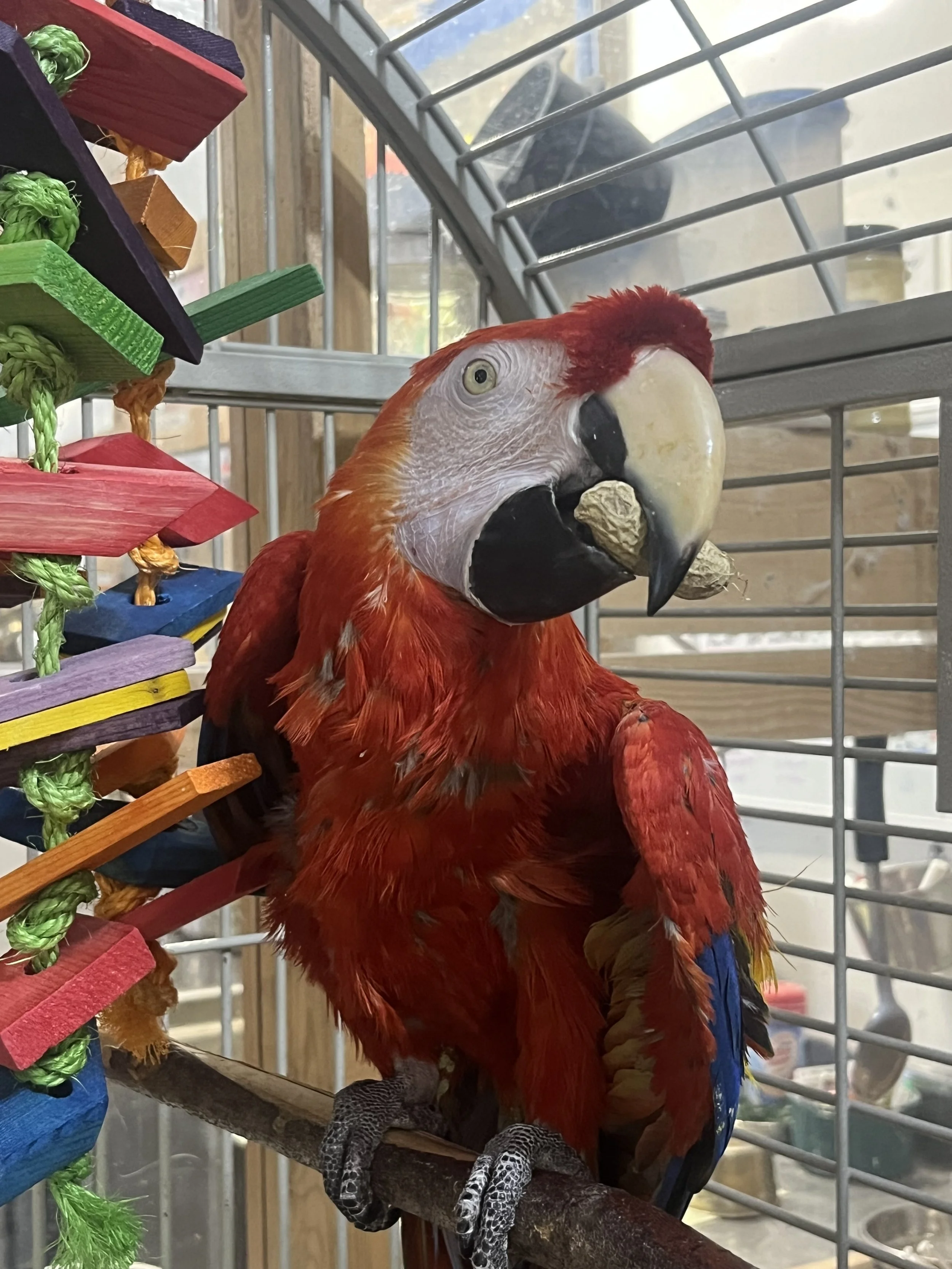 Macaws — Iowa Parrot Rescue