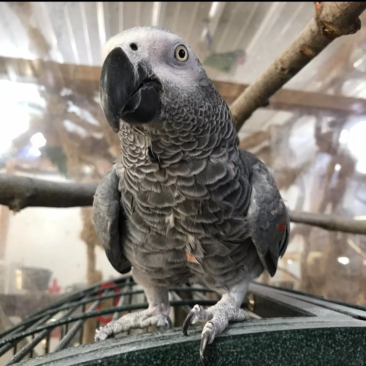 Menu 1 — Iowa Parrot Rescue