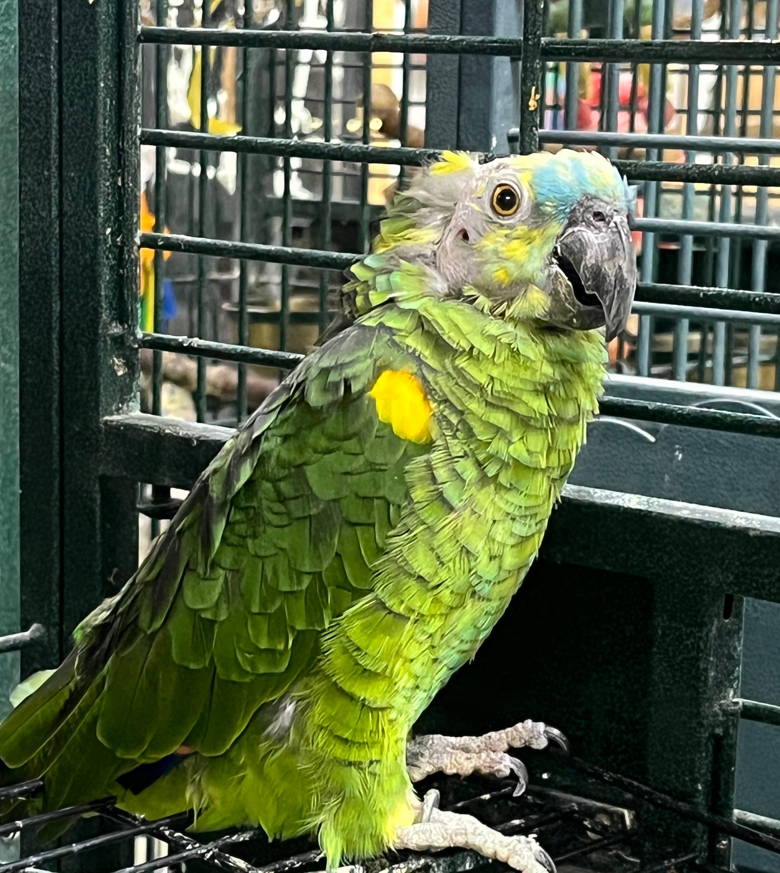 Amazons — Iowa Parrot Rescue